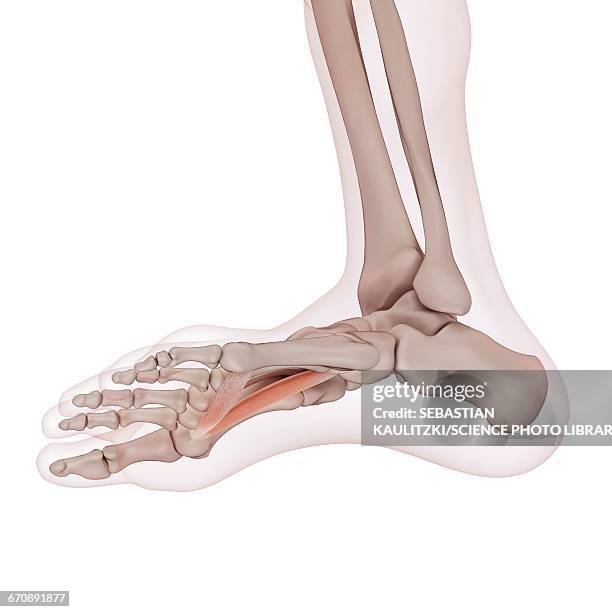 Adductor Hallucis Photos And Premium High Res Pictures Getty Images