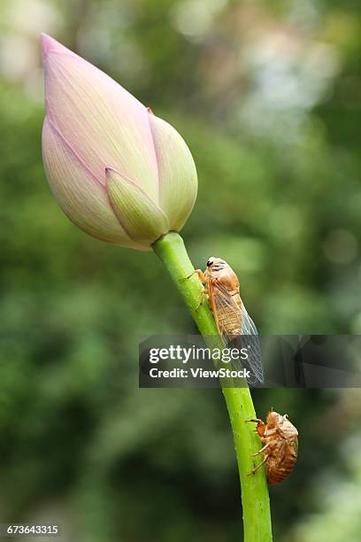 Cicada Pattern Photos and Premium High Res Pictures - Getty Images Cicada Pattern Photos and Premium High Res Pictures - Getty Images