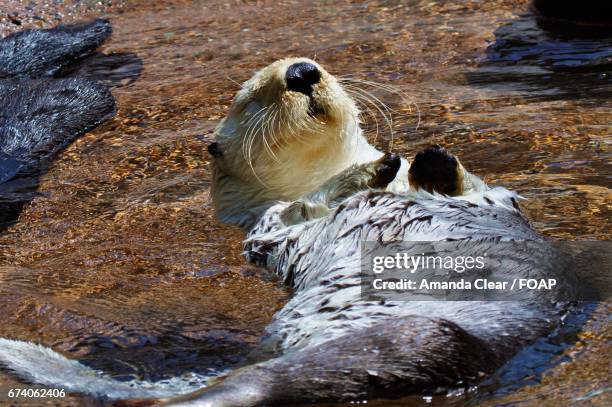 126 Happy Otters Stock Photos, High-Res Pictures, and Images - Getty Images 126 Happy Otters Stock Photos, High-Res Pictures, and Images - Getty Images
