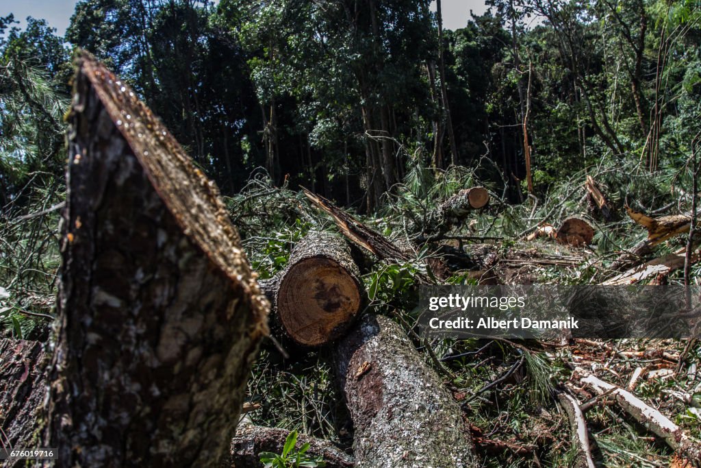 Deforestation Of Tropical Rainforests For Timber Processing As A Threat