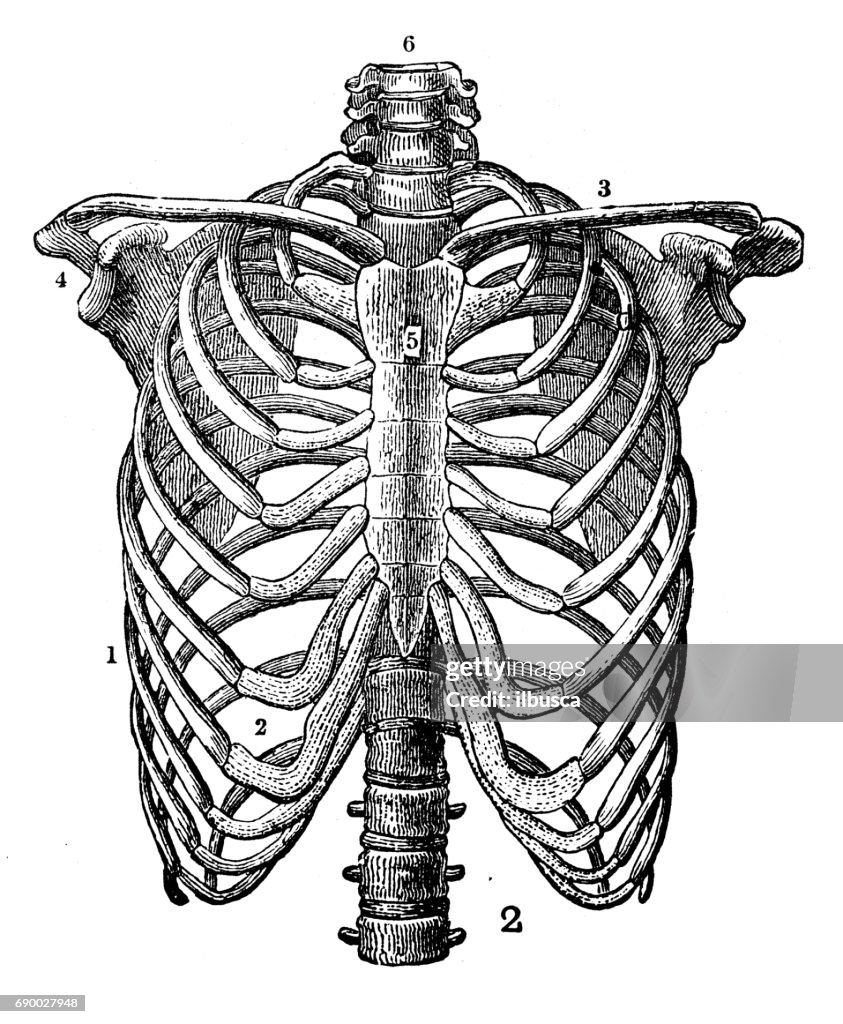 Antiken Gravur Abbildung Brustkorb Stock Illustration Getty Images