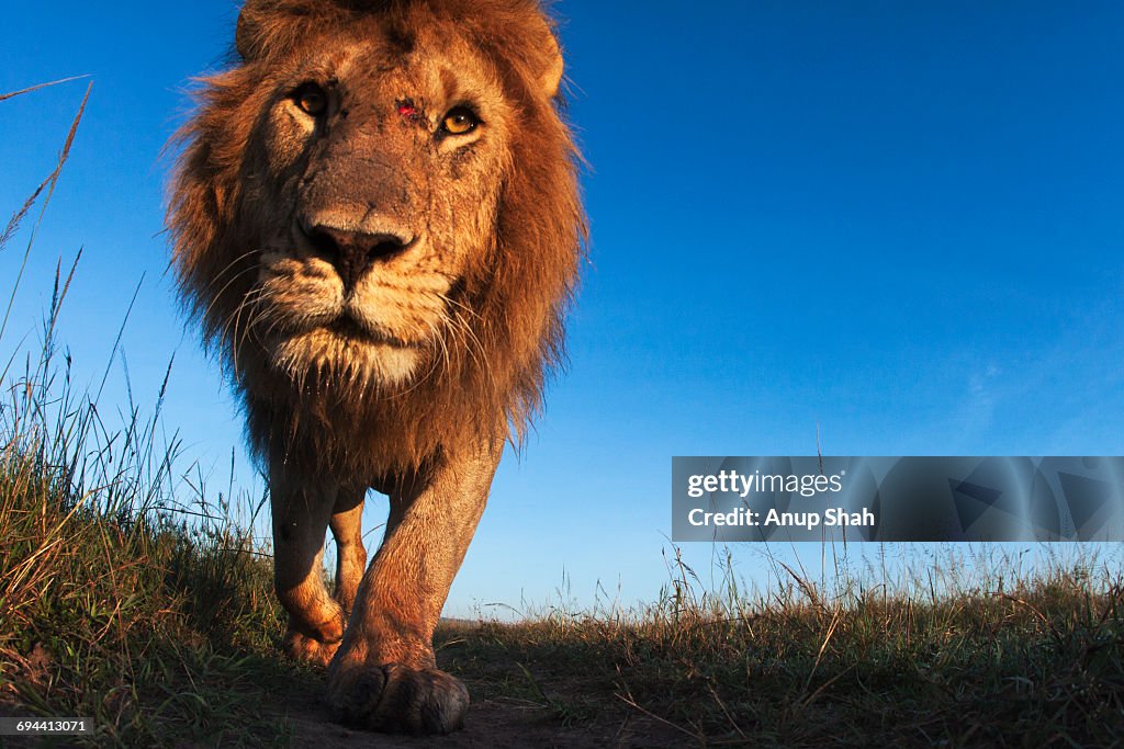 Lion Male Approaching High-Res Stock Photo - Getty Images Lion Male Approaching High-Res Stock Photo - Getty Images