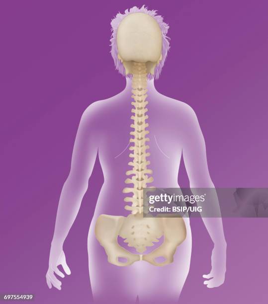 Spinal Cord Human Silhouette Imagens E Fotografias De Stock Getty Images