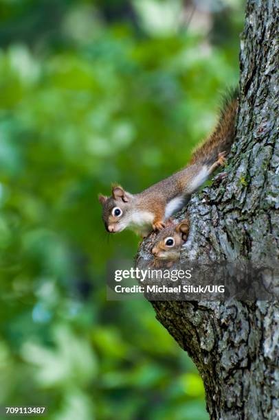 Squirrel Nest Tree Photos And Premium High Res Pictures Getty Images