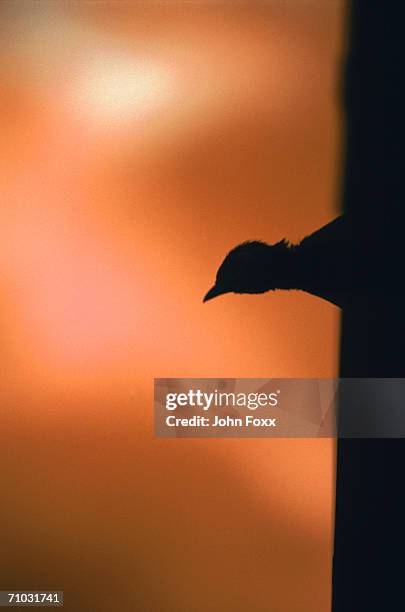 106 Peace 586 Stock Photos, High-Res Pictures, and Images - Getty Images 106 Peace 586 Stock Photos, High-Res Pictures, and Images - Getty Images
