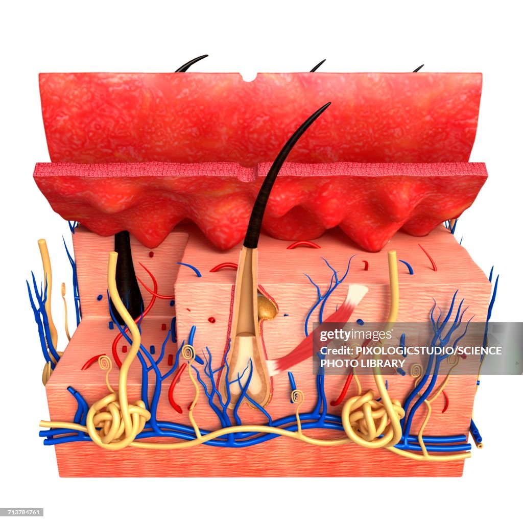 Human Skin Anatomy Illustration High Res Vector Graphic Getty Images