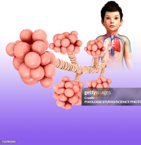 Healthy Alveoli High Res Illustrations - Getty Images Healthy Alveoli High Res Illustrations - Getty Images