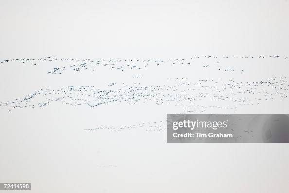 Pink Footed Geese Migration Holkham Norfolk Migrating Birds Could