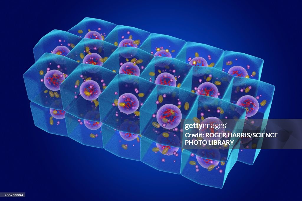 Stratified Cuboidal Stratified Cuboidal