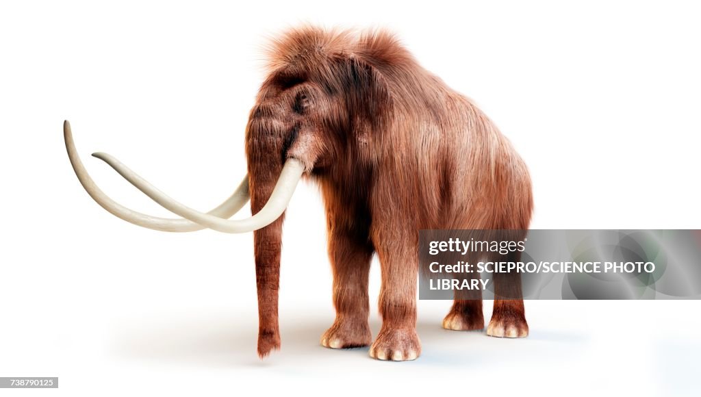 Woolly Mammoth Illustration High-Res Vector Graphic - Getty Images Woolly Mammoth Illustration High-Res Vector Graphic - Getty Images