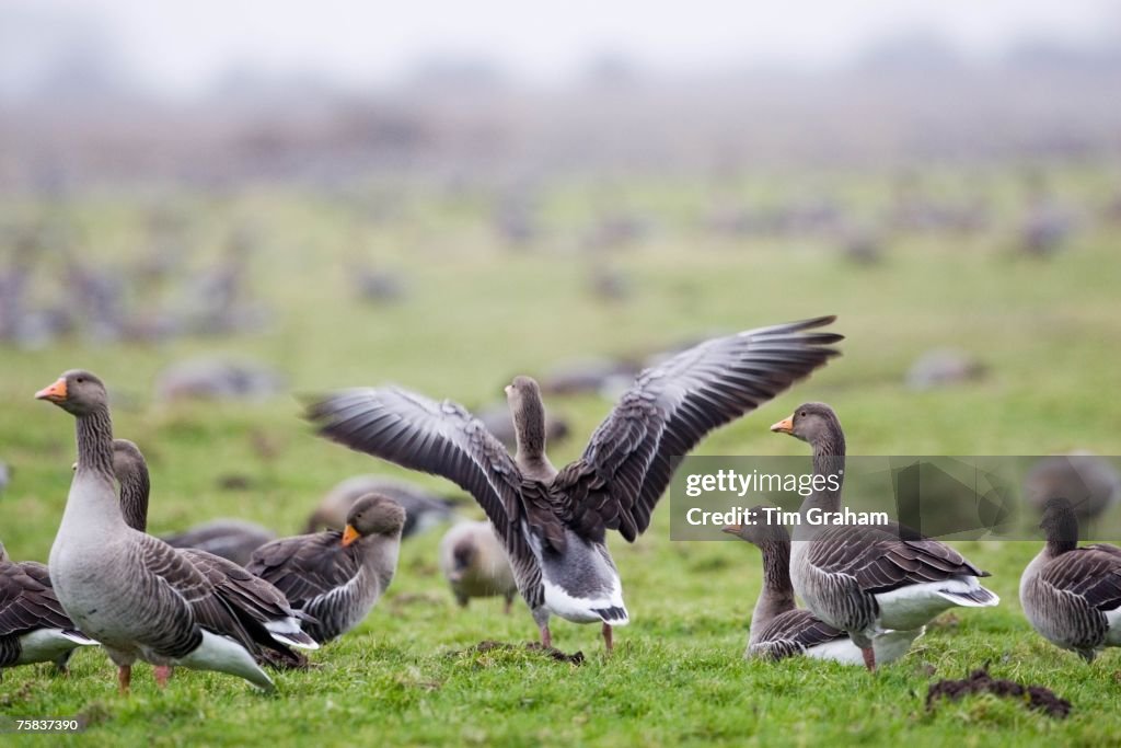 Migrating Pink Footed Geese Over Wintering Near Holkham North News