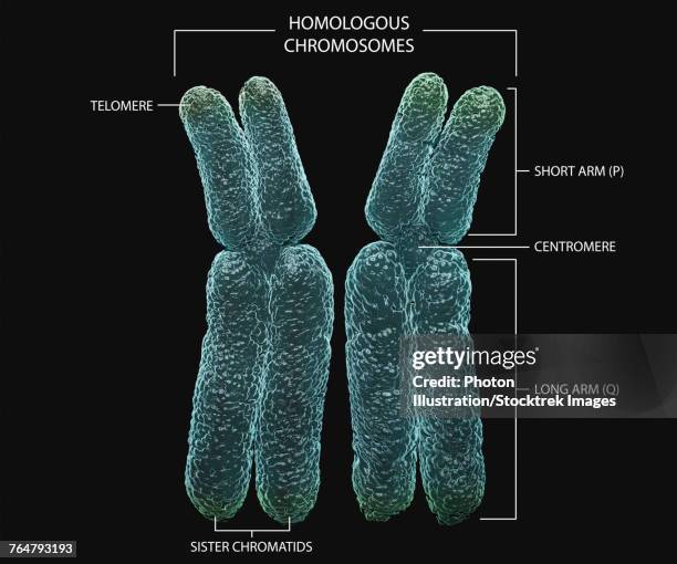 71 Homologous Chromosomes High Res Illustrations - Getty Images 71 Homologous Chromosomes High Res Illustrations - Getty Images