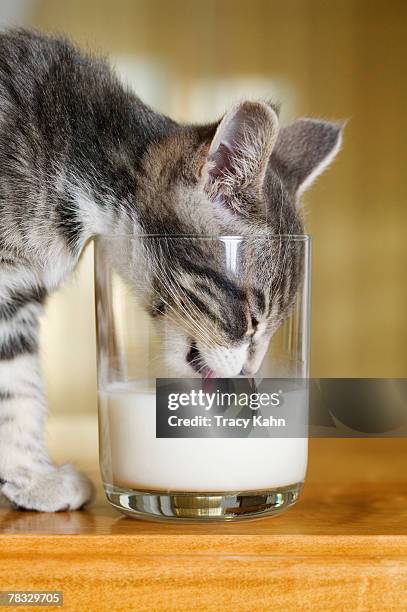 Tracy Kahn Photos et images de collection - Getty Images Tracy Kahn Photos et images de collection - Getty Images