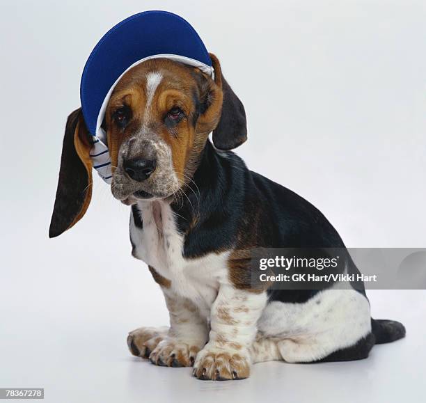 Basset Hound Costume Photos And Premium High Res Pictures Getty Images