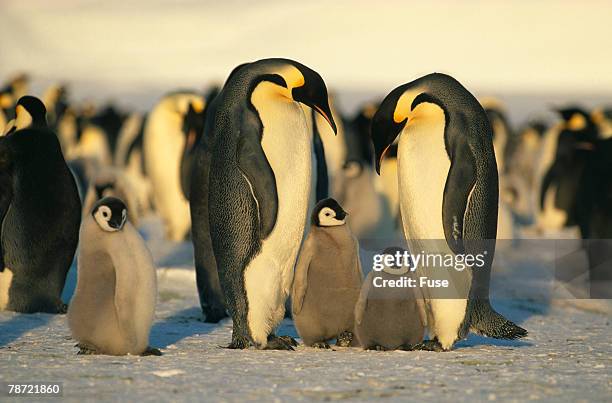 Emperor Penguin Male Photos And Premium High Res Pictures Getty Images