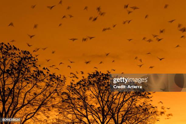 51 Flock Rooks Stock Photos, High-Res Pictures, and Images - Getty Images 51 Flock Rooks Stock Photos, High-Res Pictures, and Images - Getty Images
