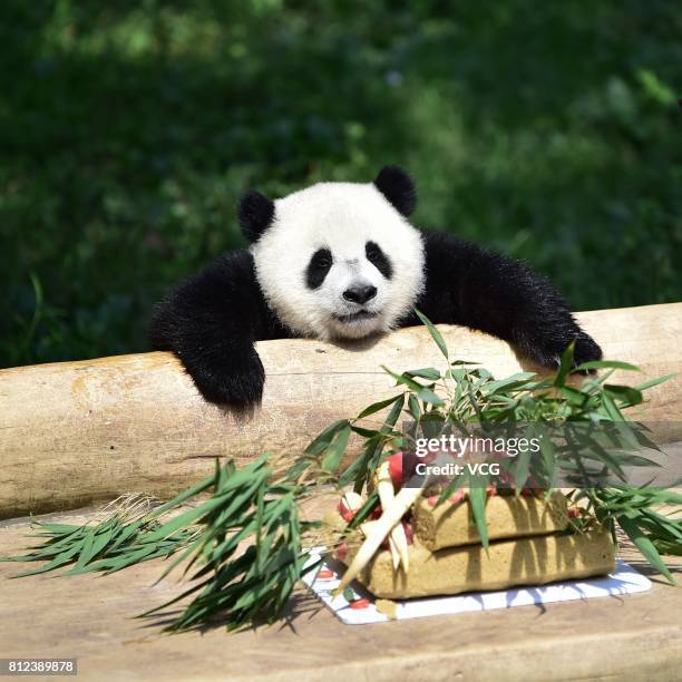 Twin Giant Pandas Celebrate 1st Birthday In Chongqing Photos and ... Twin Giant Pandas Celebrate 1st Birthday In Chongqing Photos and ...