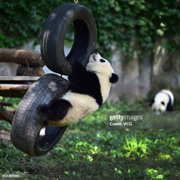 Twin Giant Pandas Celebrate 1st Birthday In Chongqing Photos and ... Twin Giant Pandas Celebrate 1st Birthday In Chongqing Photos and ...