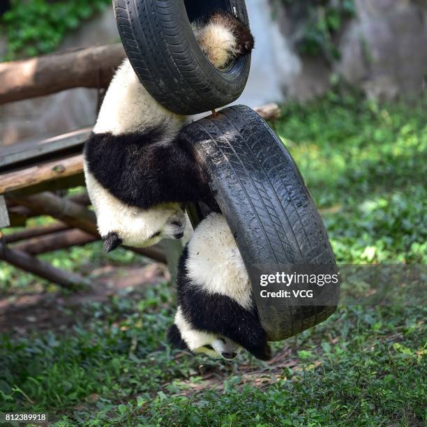 Twin Giant Pandas Celebrate 1st Birthday In Chongqing Photos and ... Twin Giant Pandas Celebrate 1st Birthday In Chongqing Photos and ...
