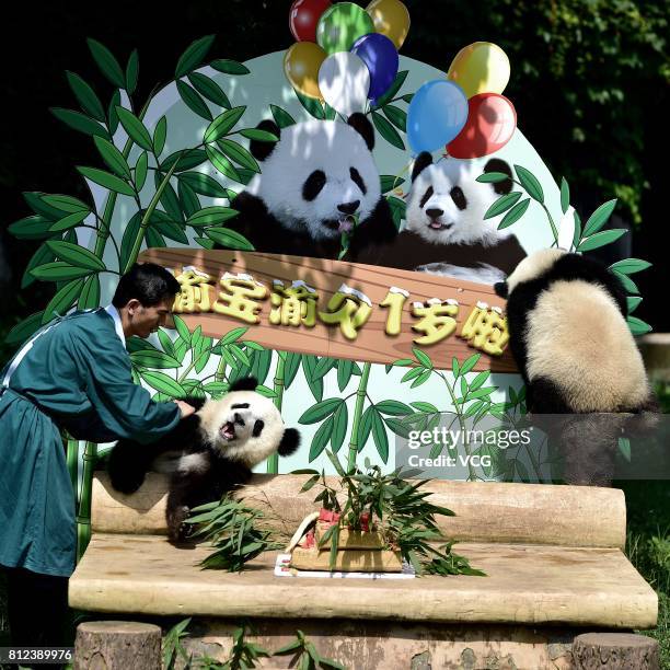 24 Twin Giant Pandas Celebrate 1st Birthday In Chongqing Stock Photos ... 24 Twin Giant Pandas Celebrate 1st Birthday In Chongqing Stock Photos ...