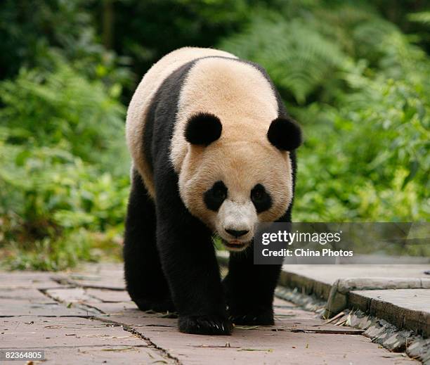 Bifengxia Panda Base Photos And Premium High Res Pictures Getty Images