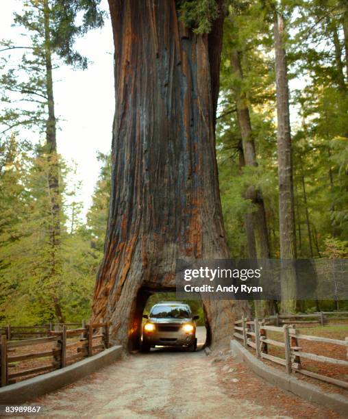 98 Redwood Tunnel Stock Photos, High-Res Pictures, and Images - Getty ... 98 Redwood Tunnel Stock Photos, High-Res Pictures, and Images - Getty ...