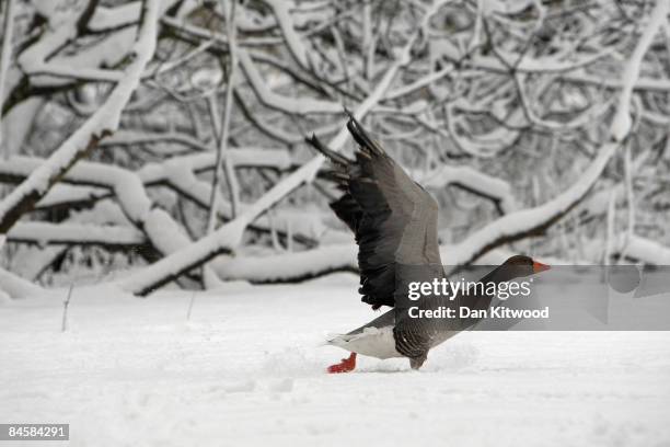 371 James Gander Stock Photos, High-Res Pictures, and Images - Getty Images 371 James Gander Stock Photos, High-Res Pictures, and Images - Getty Images