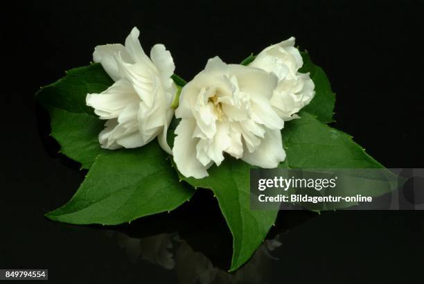 Common Jasmine Photos and Premium High Res Pictures - Getty Images Common Jasmine Photos and Premium High Res Pictures - Getty Images