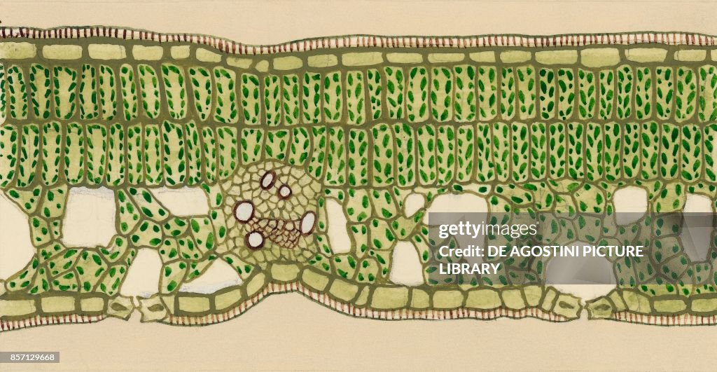 Cross Section Of Leaf Microscope Cross Section Of Leaf Microscope