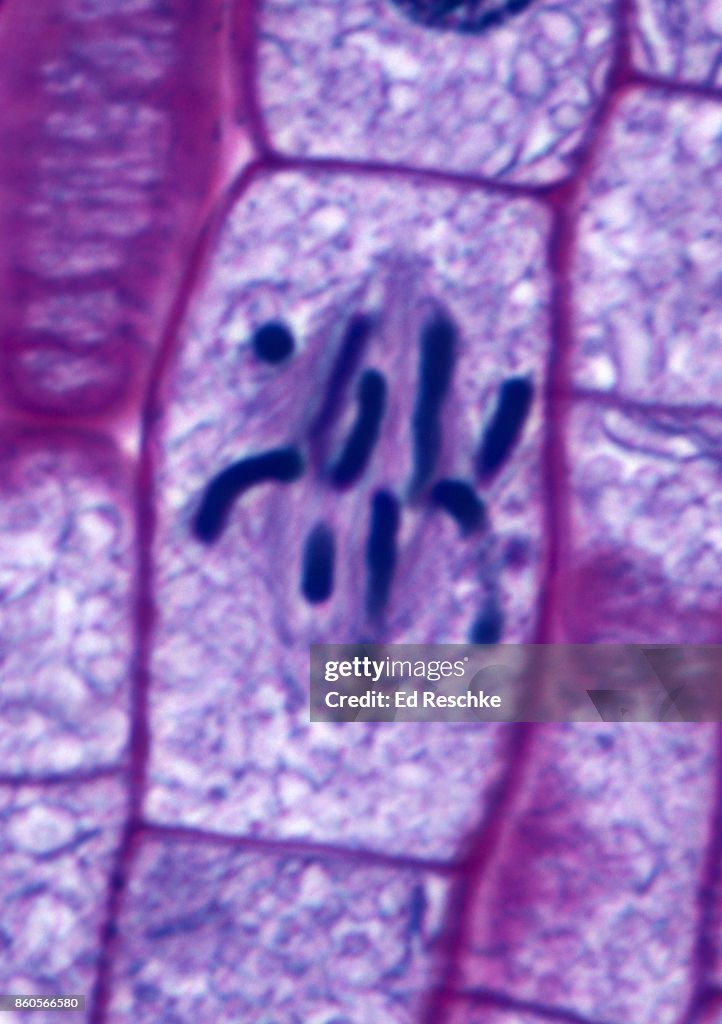 Mitosis Or Cell Division In A Plantmetaphase Onion Root Tip 500x High ... Mitosis Or Cell Division In A Plantmetaphase Onion Root Tip 500x High ...