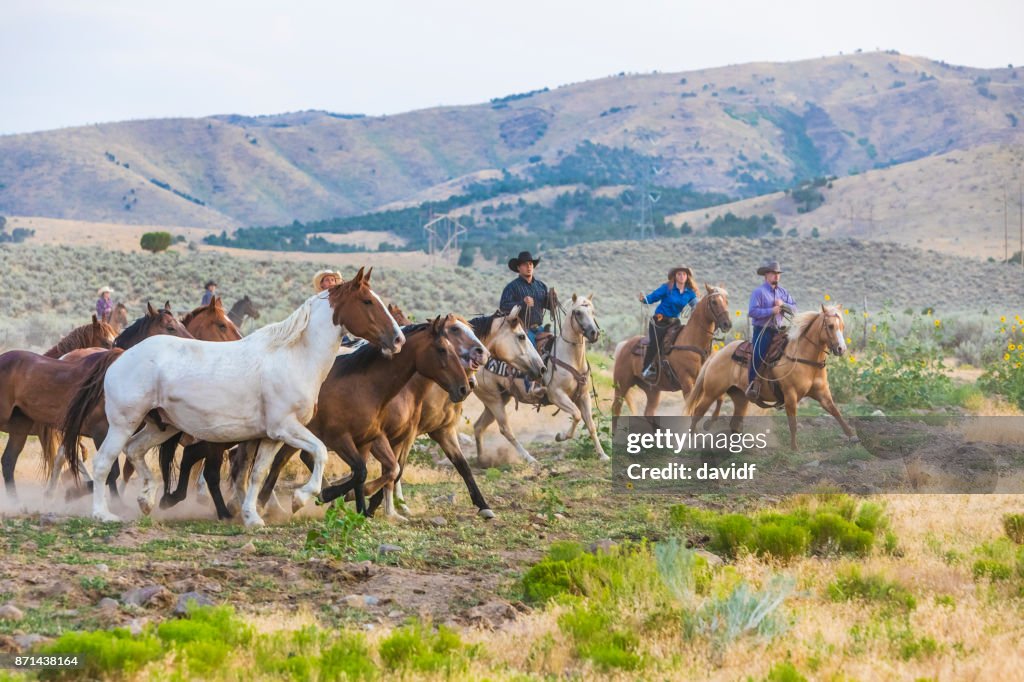 Group Of Cowboys And Cowgirls Riding Together To Herd Wild Horses High ... Group Of Cowboys And Cowgirls Riding Together To Herd Wild Horses High ...