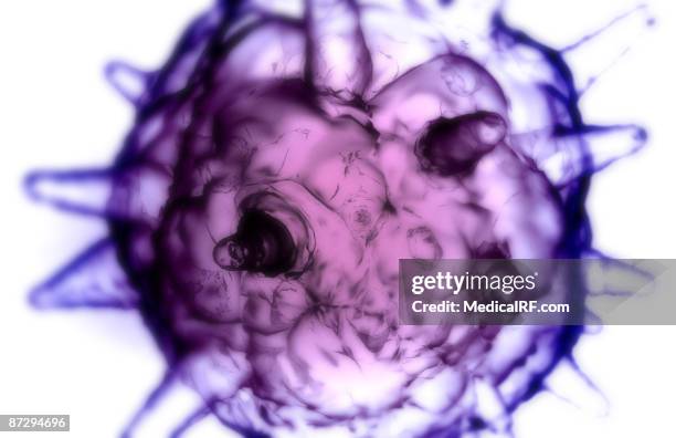 Genital Warts Image Photos And Premium High Res Pictures Getty Images