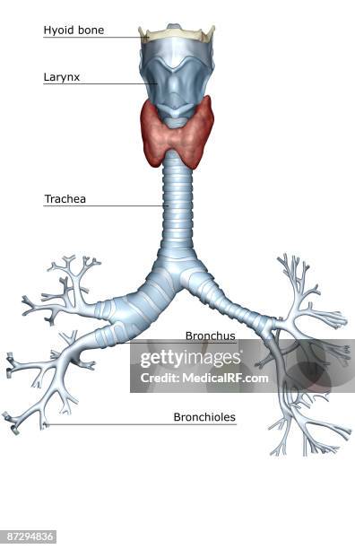 Bronchial Tree Anatomy Labeled Bronchial Tree Anatomy Labeled