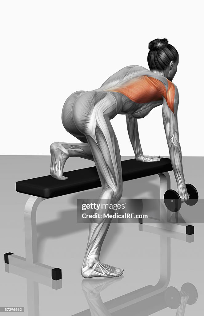 Single Arm Db Row Muscles Worked Atelier Yuwa Ciao Jp