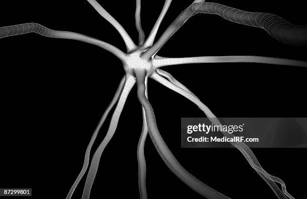 Motor Neuron High Res Illustrations - Getty Images Motor Neuron High Res Illustrations - Getty Images