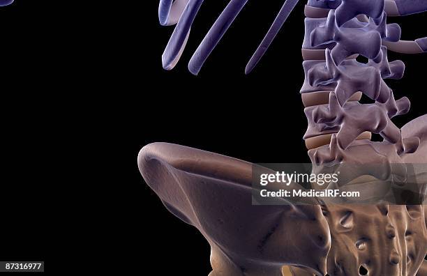 457 Lower Back Anatomy Images Stock Photos, High-Res Pictures, and ... 457 Lower Back Anatomy Images Stock Photos, High-Res Pictures, and ...