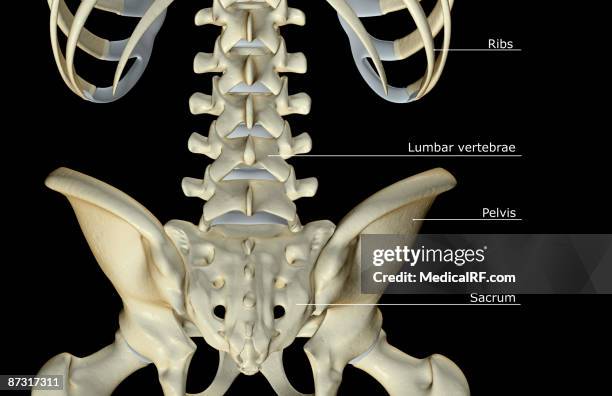457 Lower Back Anatomy Images Stock Photos, High-Res Pictures, and ... 457 Lower Back Anatomy Images Stock Photos, High-Res Pictures, and ...