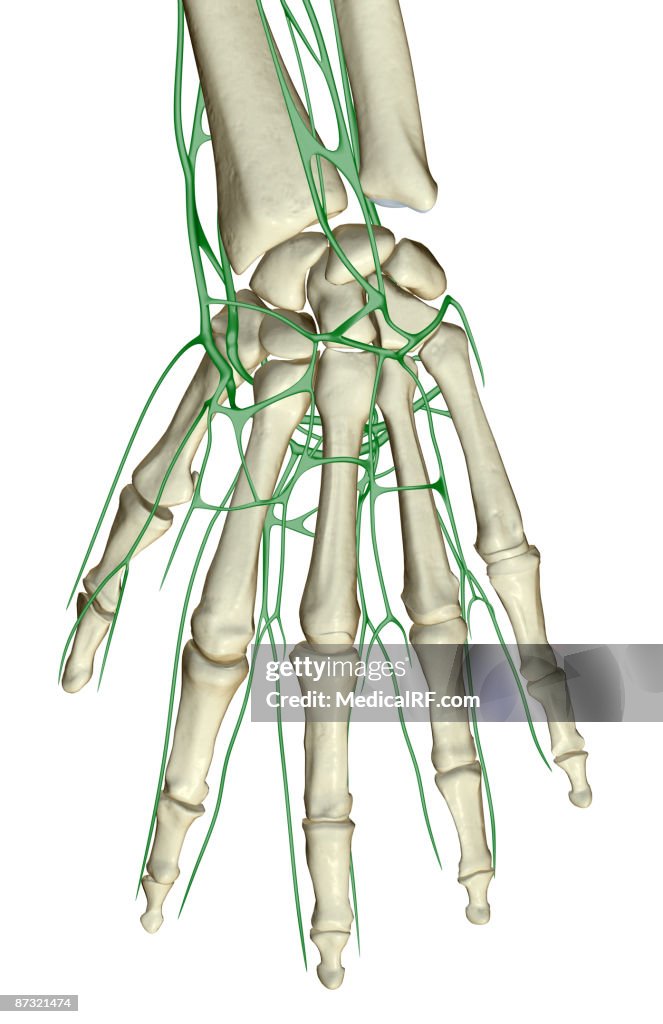 The Lymph Supply Of The Hand High Res Vector Graphic Getty Images