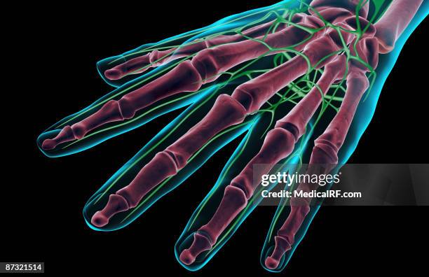 Finger Lymph Vessels Photos And Premium High Res Pictures Getty Images