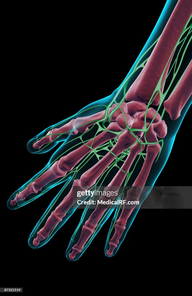 The Lymph Supply Of The Hand High Res Vector Graphic Getty Images