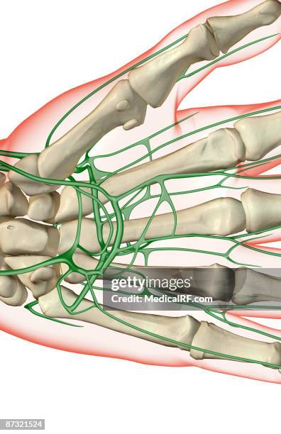 Finger Lymph Vessels Photos And Premium High Res Pictures Getty Images