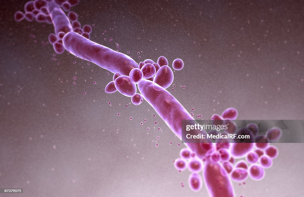 Candida Albicans High Res Vector Graphic Getty Images