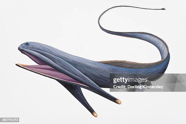 Gulper Photos And Premium High Res Pictures Getty Images