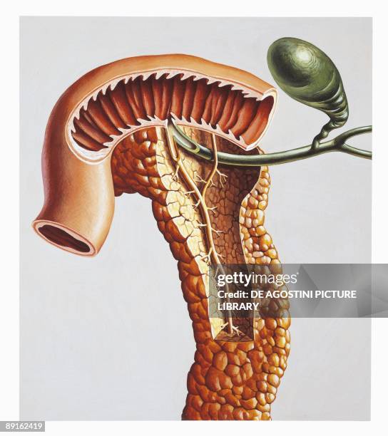 Cystic Duct