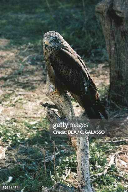 Carmine Galasso Photos and Premium High Res Pictures - Getty Images Carmine Galasso Photos and Premium High Res Pictures - Getty Images
