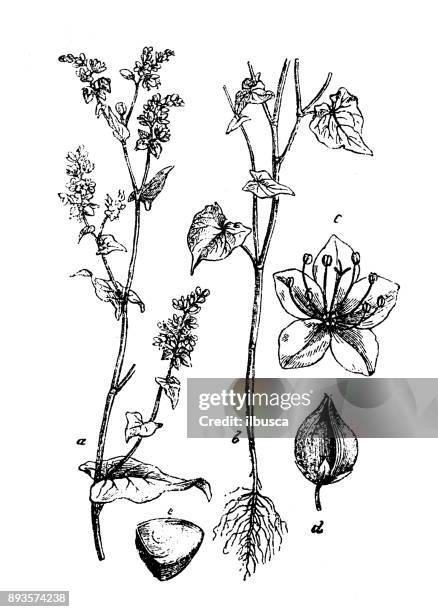 Buckwheat Flower Photos and Premium High Res Pictures - Getty Images Buckwheat Flower Photos and Premium High Res Pictures - Getty Images