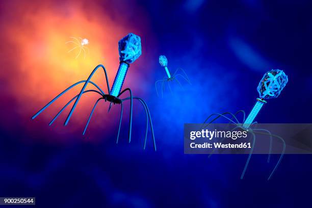 Anatomically Correct Photos And Premium High Res Pictures Getty Images