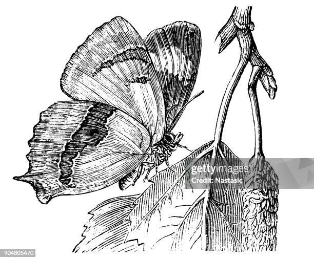 Hairstreak Butterfly Photos And Premium High Res Pictures Getty Images