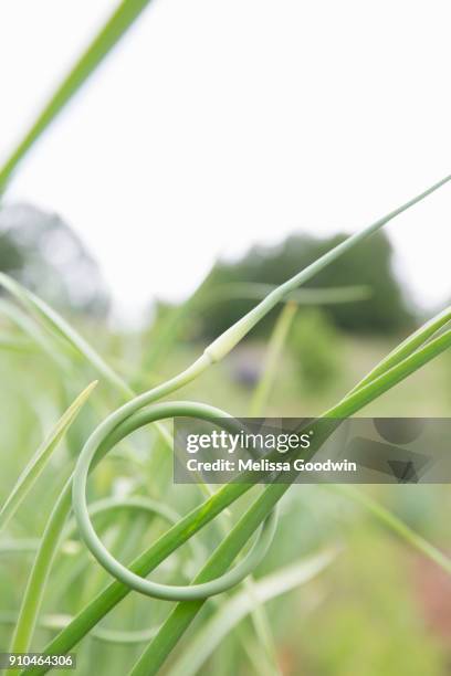Knot Grass Photos And Premium High Res Pictures Getty Images