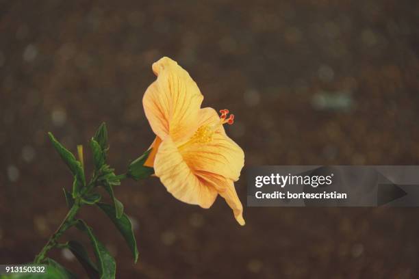 Lily Koh Photos And Premium High Res Pictures Getty Images